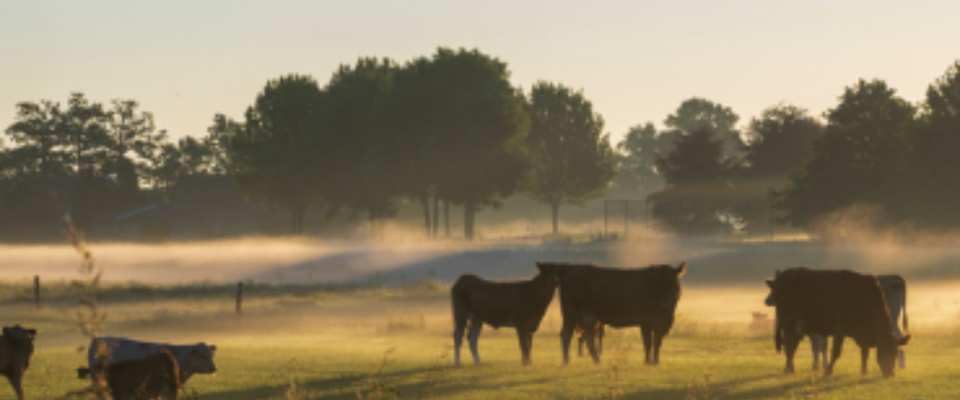 What Your Meat Eats: How Animal Diet Impacts Taste | Swanson Family ...
