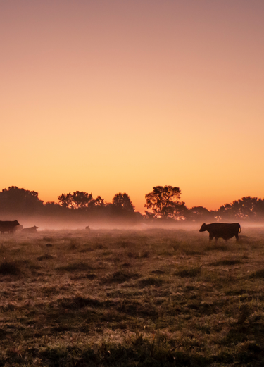 Swanson Family Farm | Farm Fresh Products – Farmer Wayne Swanson